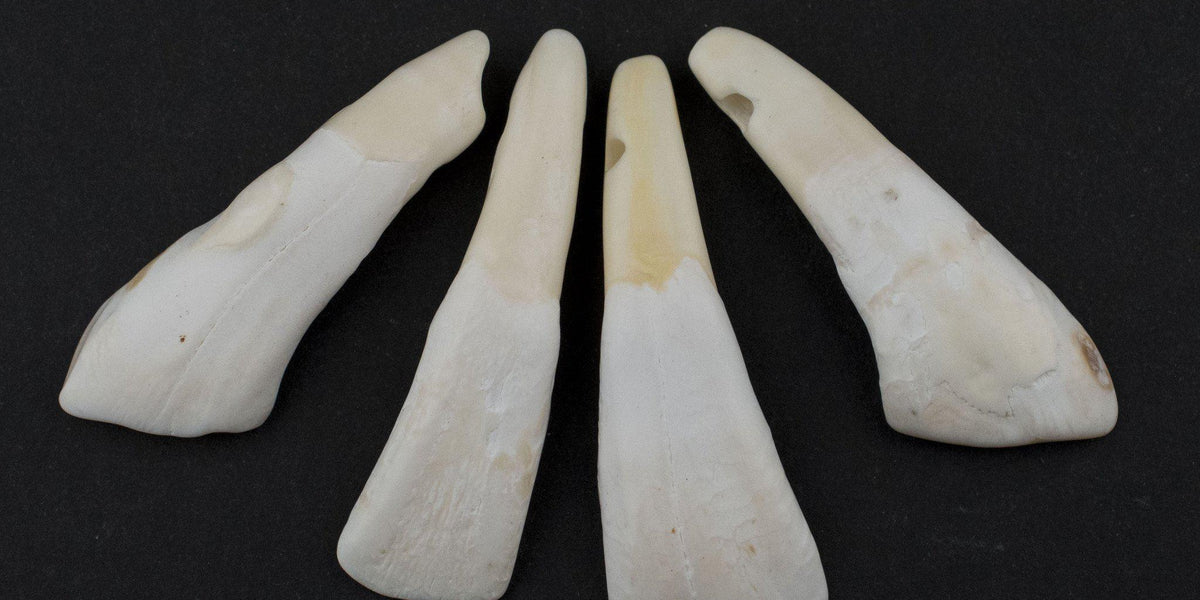 Water Buffalo Tooth Pendants (Set of 4) — The Bead Chest