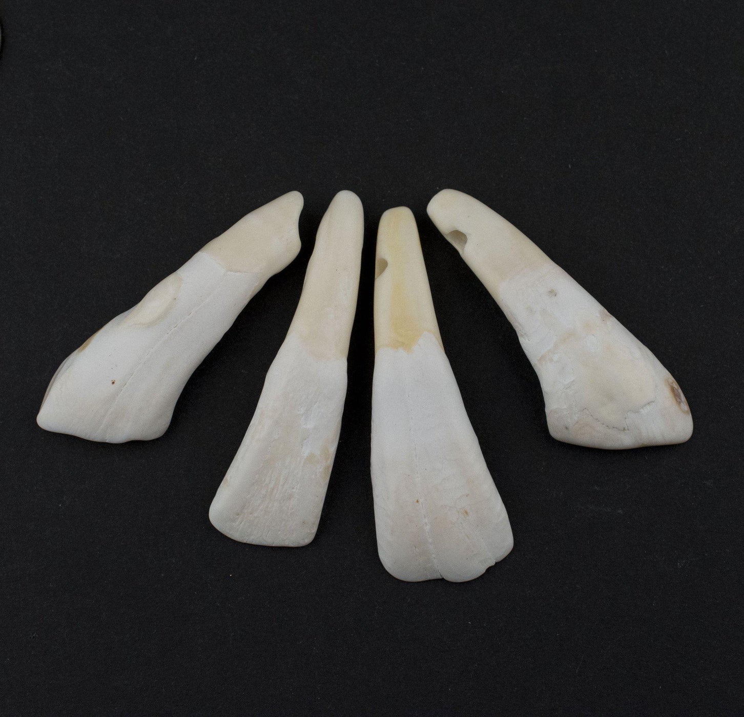Water Buffalo Tooth Pendants (Set of 4) — The Bead Chest