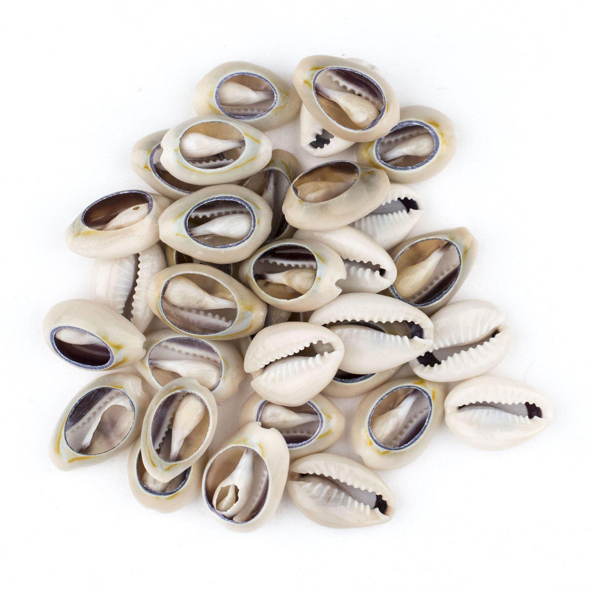 Cowrie Shells (Large) — The Bead Chest