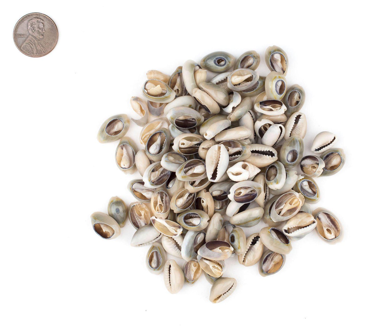 Cowrie Shells (Small) — The Bead Chest