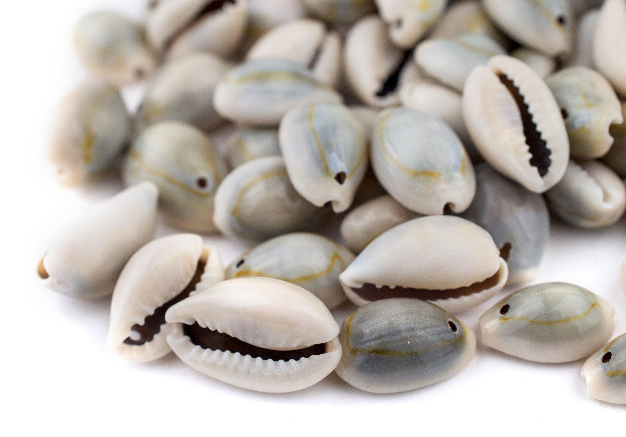Drilled Cowrie Shells (Small) — The Bead Chest