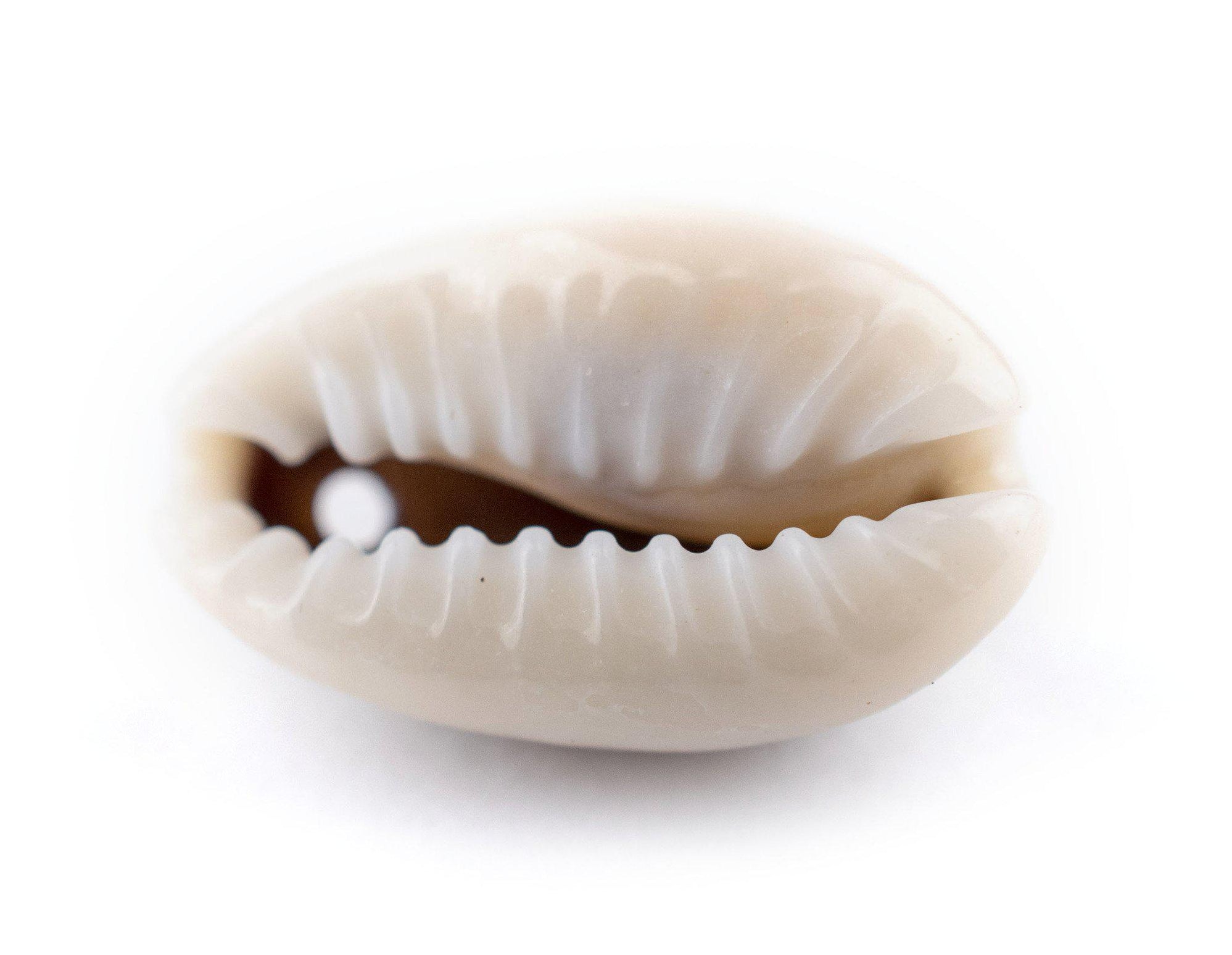 Drilled Cowrie Shells (Small) — The Bead Chest