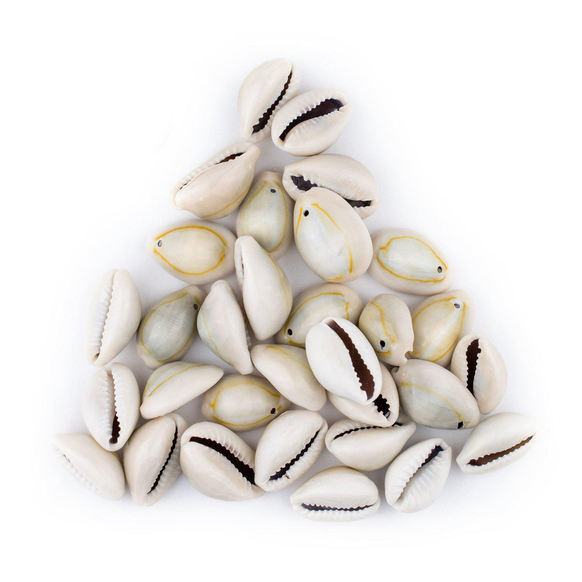 Drilled Cowrie Shells (Large) — The Bead Chest