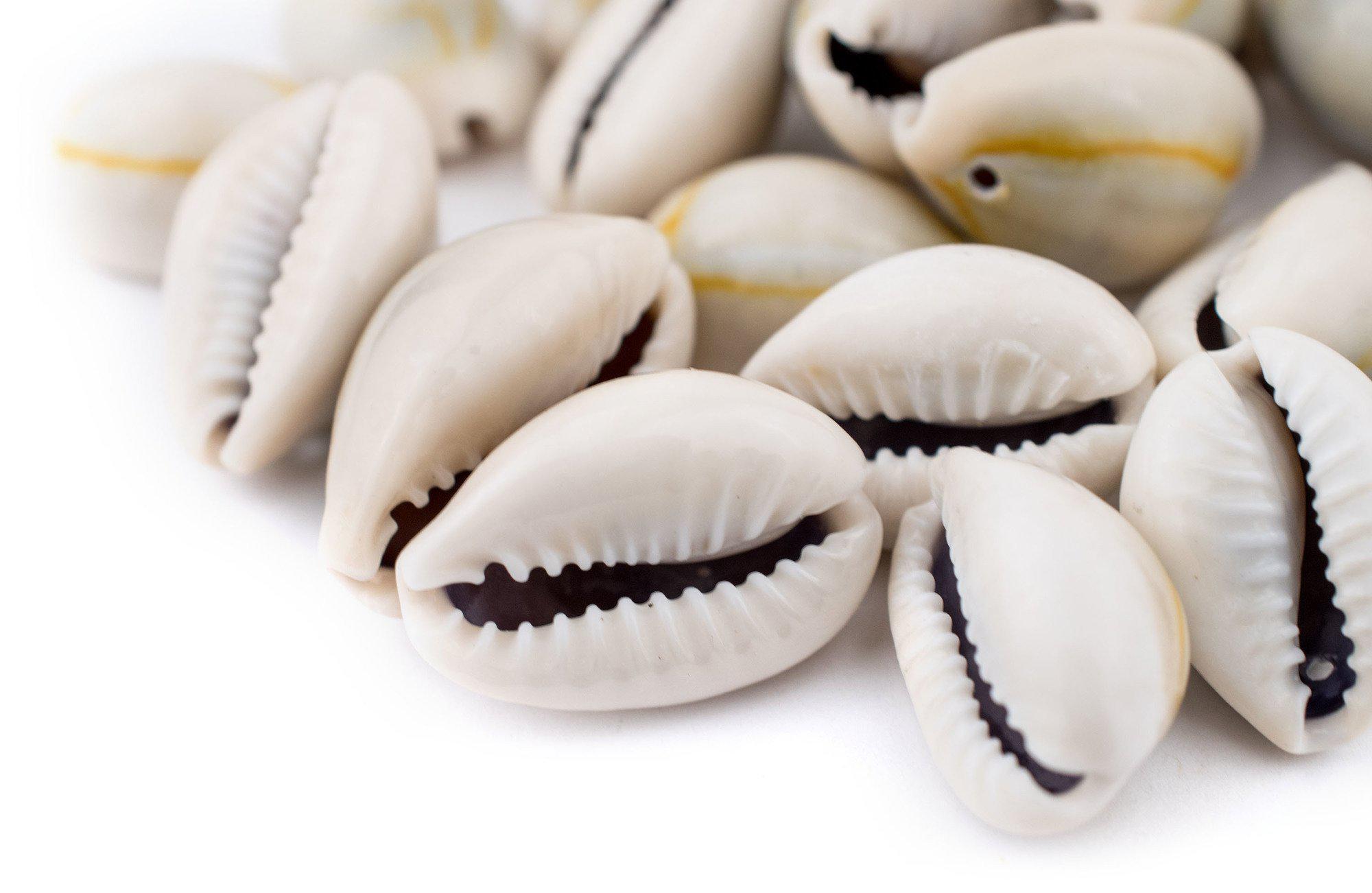 Drilled Cowrie Shells (Large) — The Bead Chest