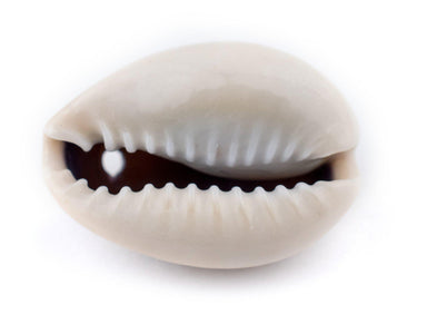 Drilled Cowrie Shells (Large) — The Bead Chest