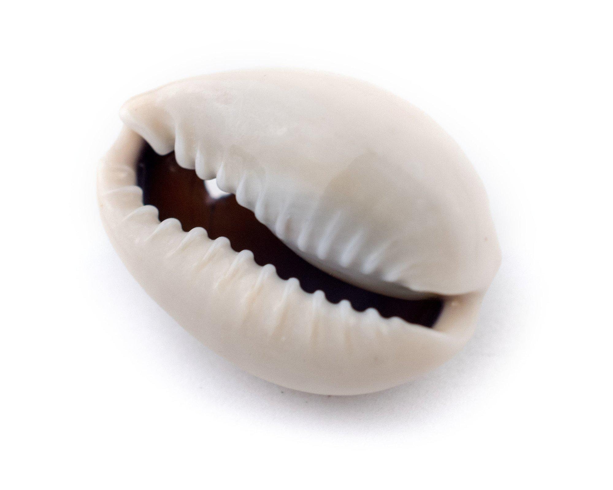 Drilled Cowrie Shells (Large) — The Bead Chest