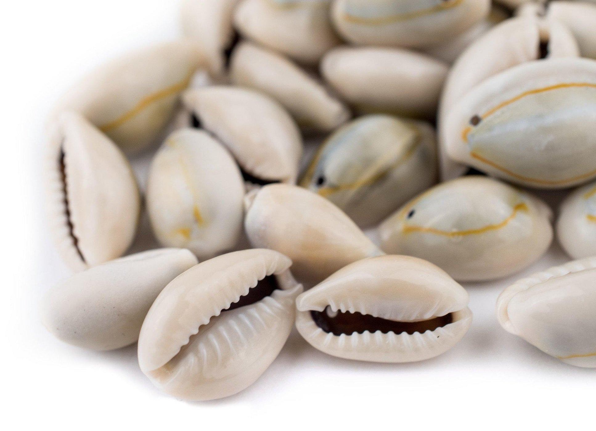 Drilled Cowrie Shells (Medium) — The Bead Chest