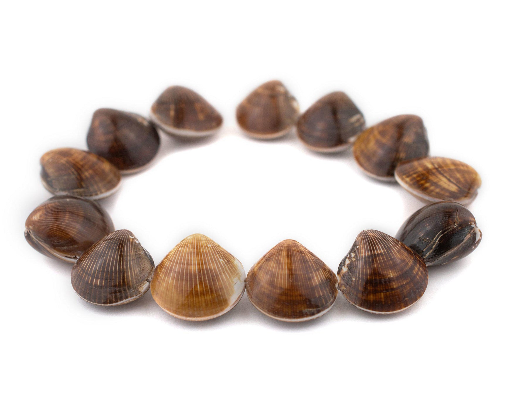 Sand Dweller Decorative Sea Shell Beads — The Bead Chest