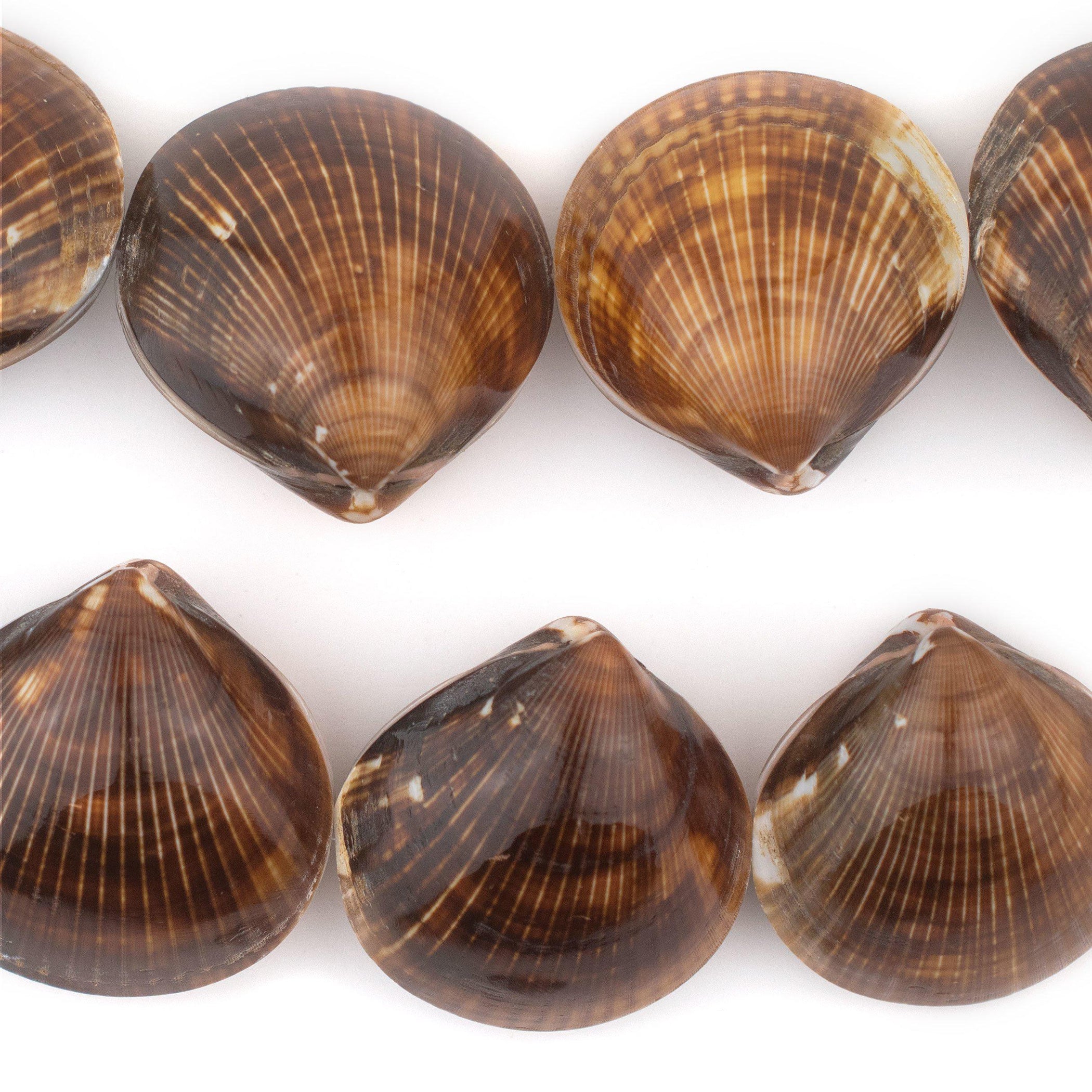 Sand Dweller Decorative Sea Shell Beads — The Bead Chest